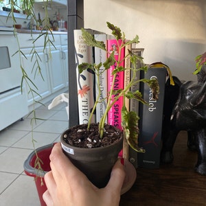 Special 8 Plant Bundle - Etsy