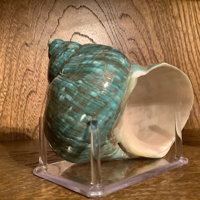 Deep Scallop Sea SHELL Nautical Beach Decor NIGHTLIGHT - Etsy