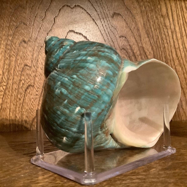 Large Green Jade Turbo Hermit Crab Sea Shell 4" - Etsy