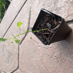 Fraxinus Pennsylvanica, Green Ash Tree Seedling - Etsy