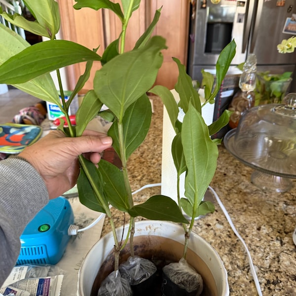 Royal Intenz Magnifica Medinilla Plant~~live Well Rooted Starter Plant ...