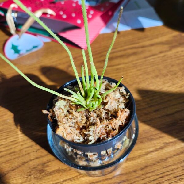 Carnivorous Spoon Leaf Sundew Drosera Spathulata Plant 3 Inch Pot - Etsy