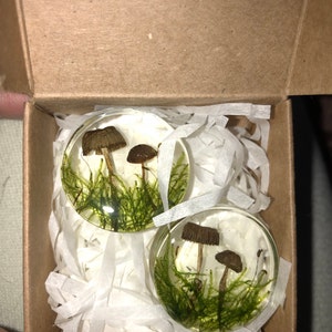 Natural Moss Mushroom Gauges Real Plug Mushroom Plug Real - Etsy