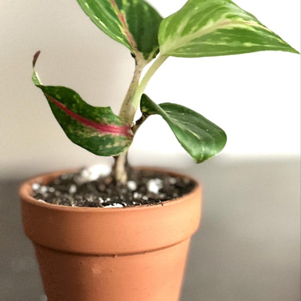 Philodendron Birkin Galaxy Starter Plant (ALL STARTER PLANTS Require ...