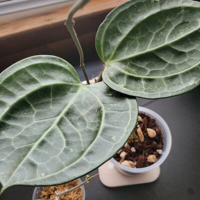 Hoya ALBO Variegated Polyneura ROOTED Cutting ONE Node Cutting Grower's ...