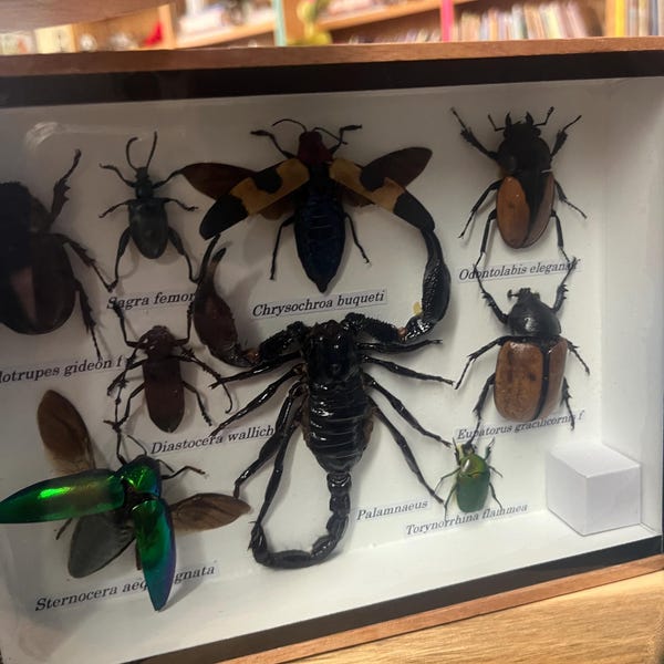 Mix Real Beetle Insect Bug Taxidermy Entomology Display Wood Box Case ...