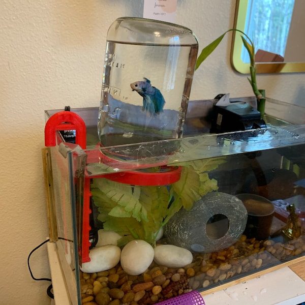 Inverted Aquarium Mason Jar Holder: Betta Fish Tank, Aqua Cove - Etsy