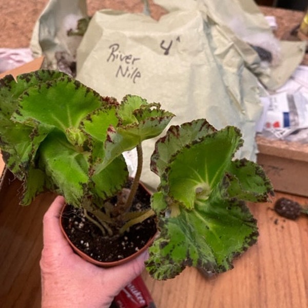 Begonia River Nile 4pot ALL PLANTS Require You to Purchase 2 Plants - Etsy