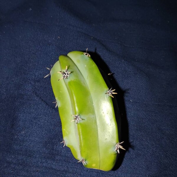 Myrtillocactus Cochal Cutting: Neon Green Candelabra Cactus - Etsy