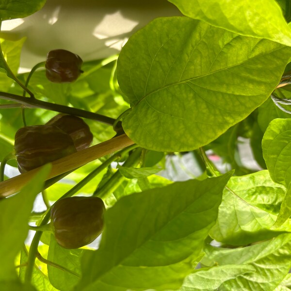 25+ Dundicut Pepper Seeds -isolated -padded Envelope Shipping, Tracking ...