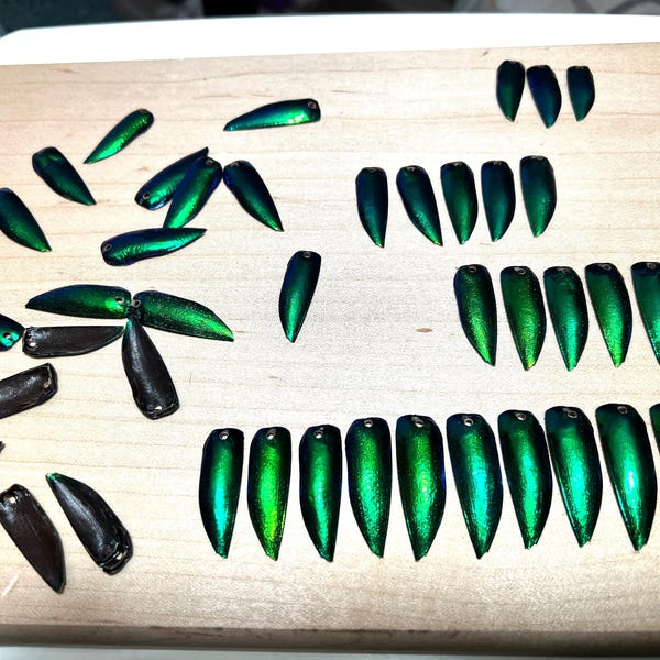 100 Rare Golden Red Orange Real Jewel Beetle Wings Bug Shells Elytra ...