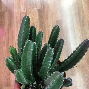 Mini Joshua Tree Succulent 4 Pot Thick and Full Sedum - Etsy