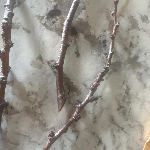 CALAMANSI TREE CUTTINGS [rooting/grafting] - Etsy