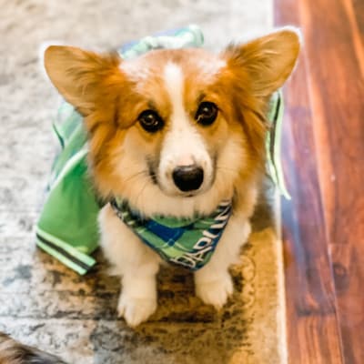 Seattle Seahawks Dog Dress, Dog Tutu Dress, Seattle Seahawks Tulle Dog ...