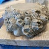 Barnacle Silicone Flex Mold - Cast Your Own Barnacle Cluster for Candy ...