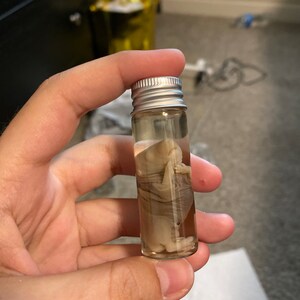 Mixed Mystery Lot Wet Specimens Insect Mammal Bird Aquatic. - Etsy