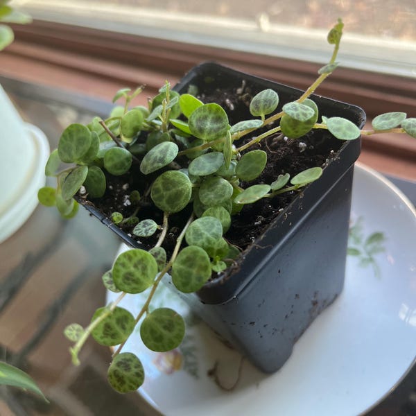 SUPER SALE Rare Variegated String of Turtles Plant Live in Pot Perfect ...