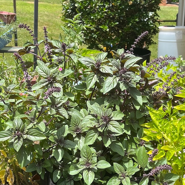 African Blue Basil Plant - Etsy