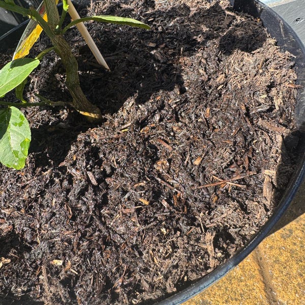 Rose 'fantastic at 60' - Happy Birthday Rose Gift Wrapped With Huge Bow ...