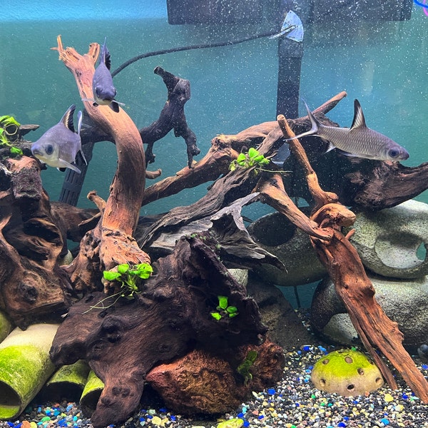 Bog Wood / Aquarium Décor / Terrarium / Reptile Tank / Aquascaping ...