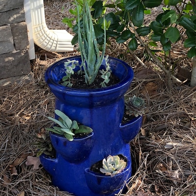 Blue Elf Aloe, Aloe, Cactus, Succulent, Live Plant - Etsy