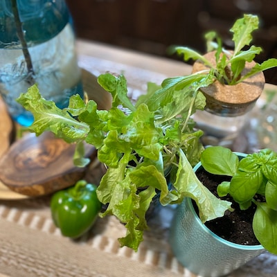 Bulk Pink Lettuce Seeds, Certified Organic Lollo Rosso Pink Passion ...