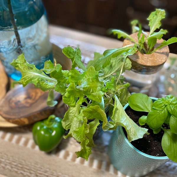 Bulk Pink Lettuce Seeds, Certified Organic Lollo Rosso Pink Passion ...