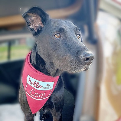 Ball-less & Flawless Dog Bandana, Funny Dog Bandana, Neuter Bandana ...