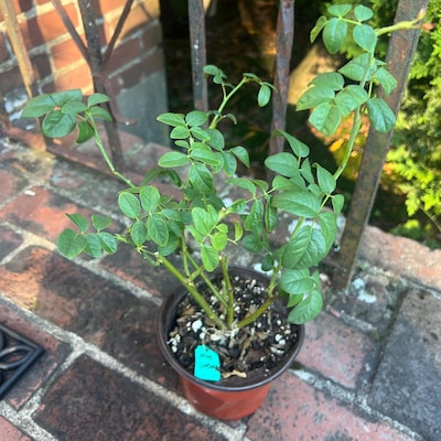 Rare New Rose. Red Juicy Terrazza. 红果汁flower Machine. Continue Blooming ...