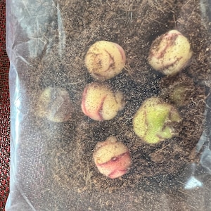Oca Seed Tubers / Root for Planting Uqa, New Zealand Yam Organic oxalis ...