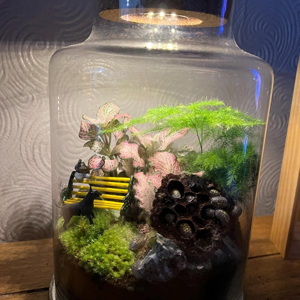 Large Glass Terrarium Jar With LED Cork Lid H25cm X D23cm - Etsy UK