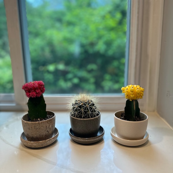 Harmony 7" Planters | Indoor Small Succulent Planters | Planter With ...