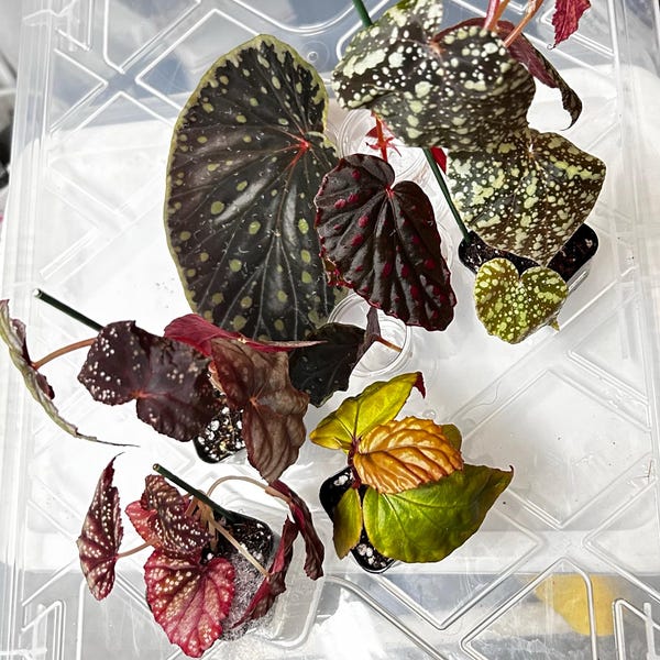 PROPAGATE TO ORDER Begonia Sp. Julau (type 1) (non-exact) - Etsy
