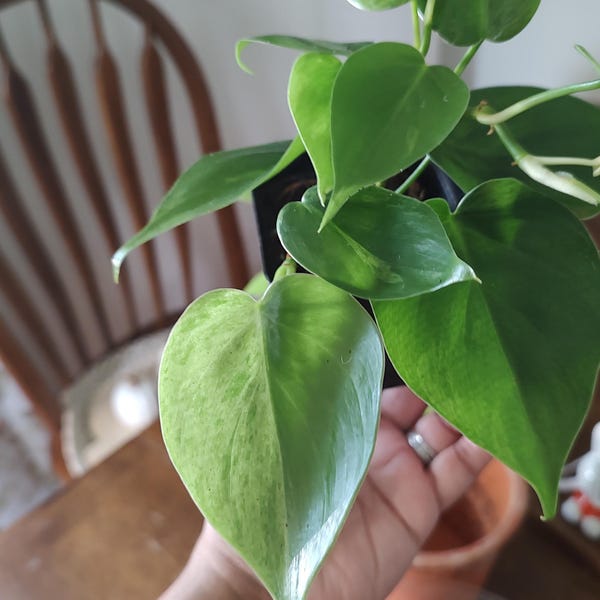 Tradescantia Albiflora - White Inch Plant - Easy to Care for *US Seller ...