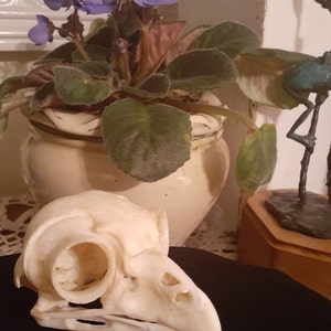 Siamang Black-furred Gibbon Skull Replica - Etsy