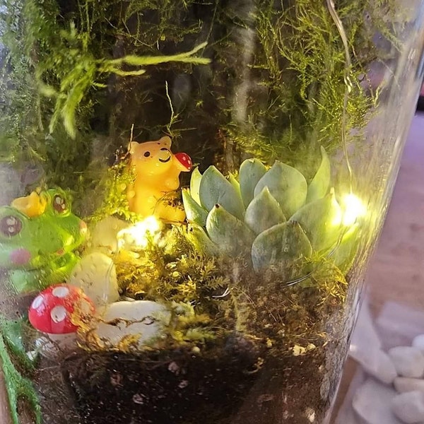 Complete Closed Terrarium Kit With Live Plants & Moss – Bioactive ...