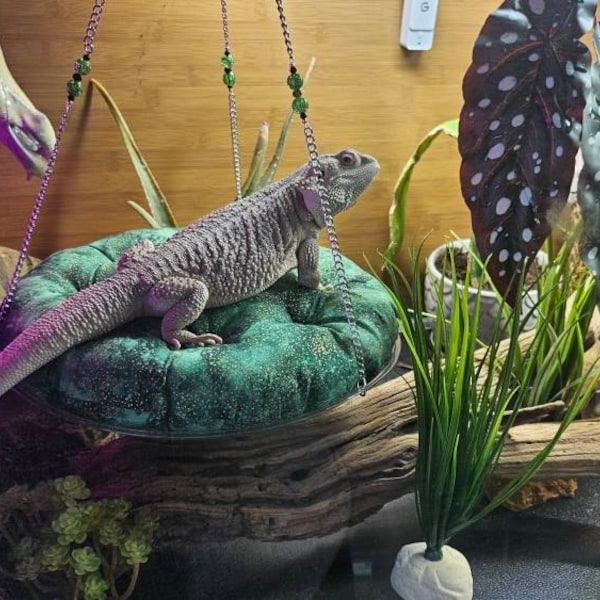 Bearded Dragon Lizard Pillow Swing; Papasan Style, Multiple Sizes ...