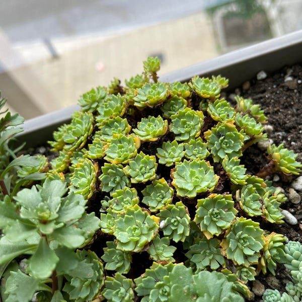 Red Lampranthus - Ice Plants - Drought Tolerant - Coastal Hardy ...