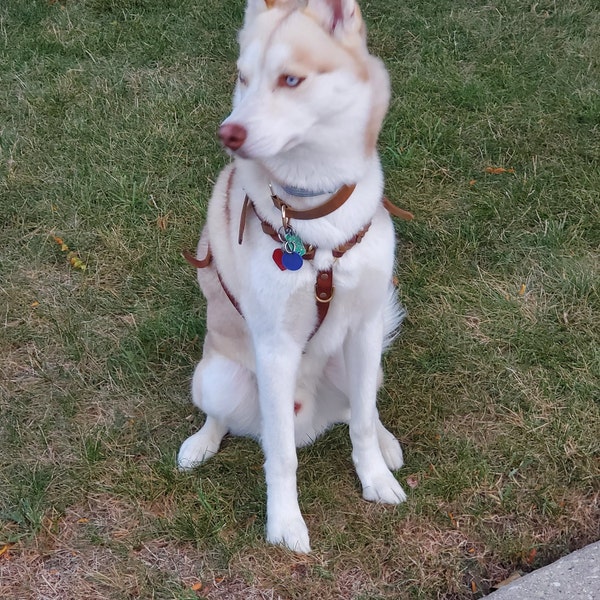 BIOTHANE DOG HARNESS, Large Breeds Training Harness, Biothane Beta ...