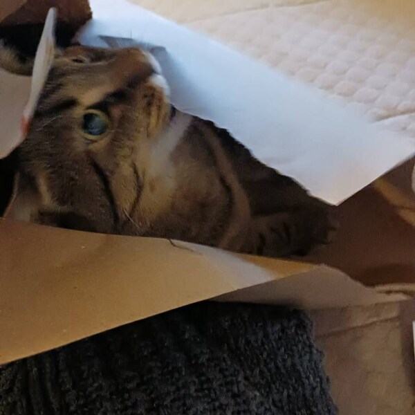 Bat Unit Study Bundle, Bat Study, Bat Life Cycle, Fall Montessori Unit ...