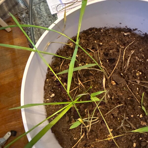 20 Navajo Blue Corn Seed Rare Hard to Find Organic,non-gmo,native Grown ...