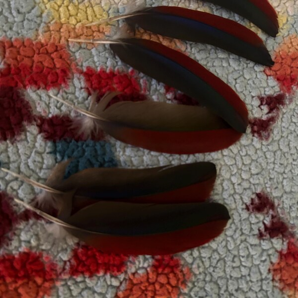 5 Royal Blue and Red Feathers // Naturally Shed // Female Vosmaeri ...