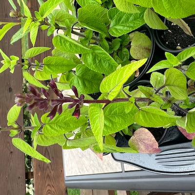 20 White Tiarella foamflower / Perennial / Flower Seeds. - Etsy