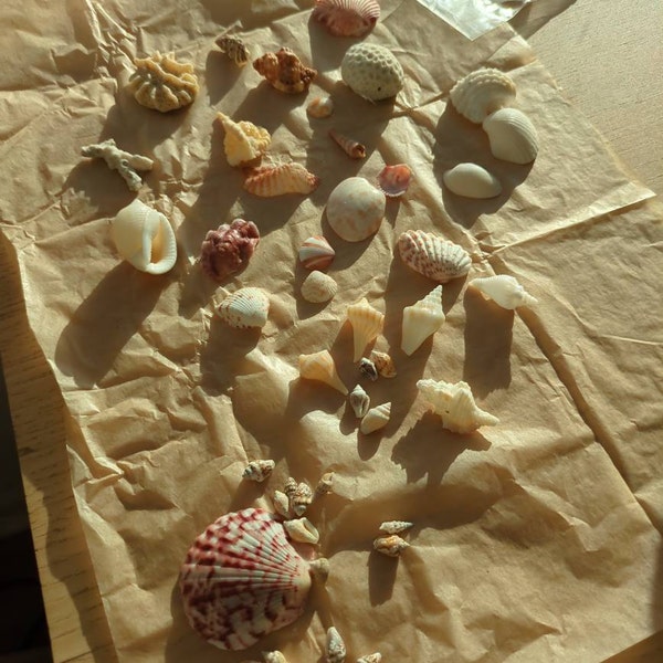 Framed Seashell Art Spiral Shell Pearl Coastal Decor Ocean Lover Gift ...