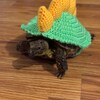 Tortoise Crochet Outfit Rainbow Dinosaur Tortoise Shell Costume on Sale ...