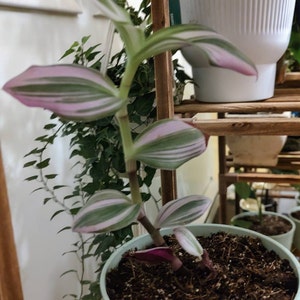 Tradescantia Pink Nanouk Variegated Rare Indoor Starter Plant Live - Etsy