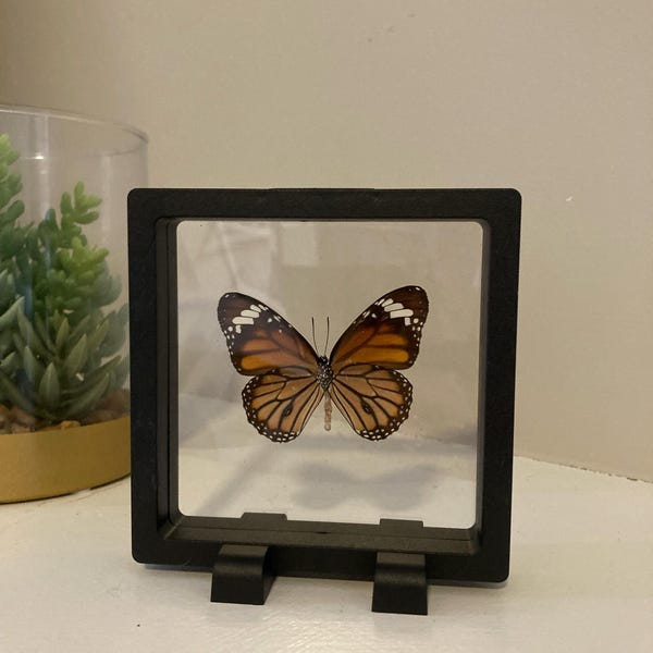 Real Butterfly 3D Floating Frame With Support Base ,original Butterfly ...