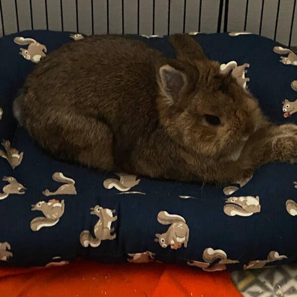 Autumn Ginkgo Wool Short Dress, Pet Bunny Dress/harness, Rabbit ...