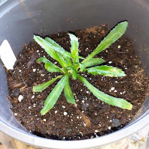 Eryngium Foetidum/culantro Chadon Beni Shado Beni Live Plant in 2.5 ...