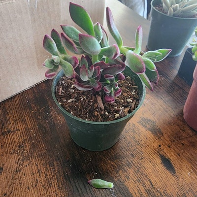 Peperomia ruby Cascade Trailing Succulent, Indoor Plant - Etsy